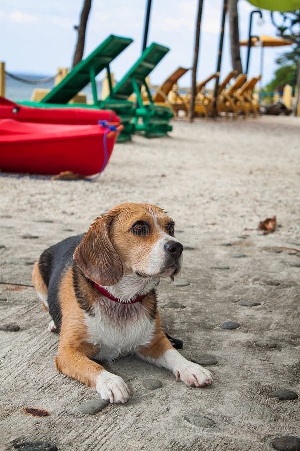 Beagle dog on beach stock photo. Image of breed, sandy - 4909926
