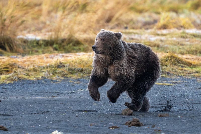 Wet Bear Running Away from Another Bear in Alaska Stock Image - Image ...