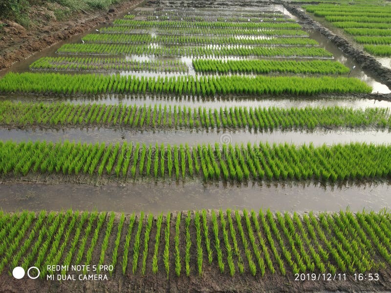 Rice Nursery on Wet Soil Unique Photo Stock Photo - Image of soil ...