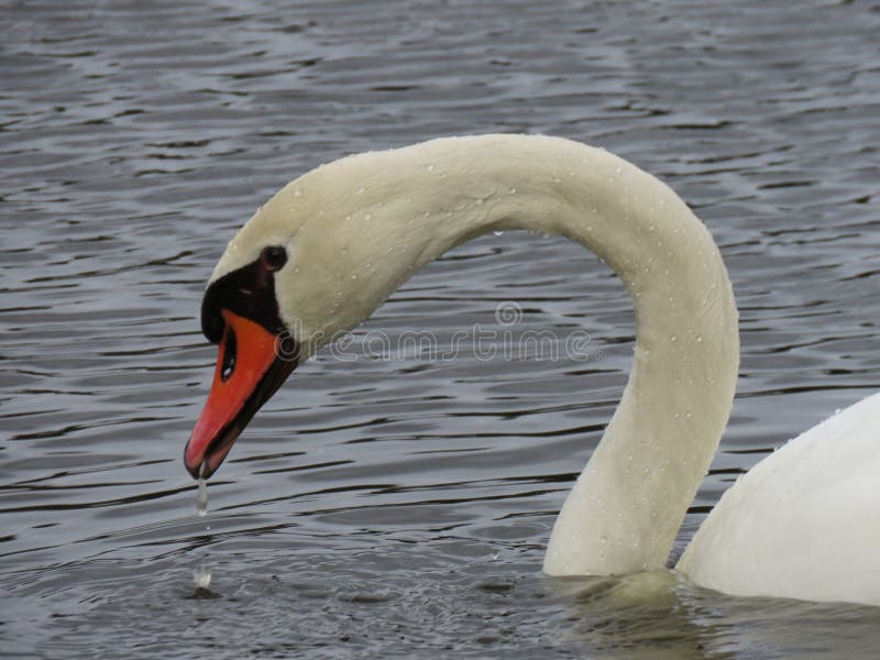 Wet big white swan stock image. Image of graceful, nature - 109267039