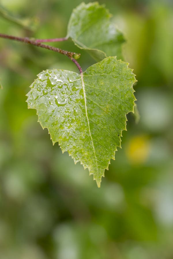 Wet Birch Tree Leaf stock image. Image of micro, water - 97699789