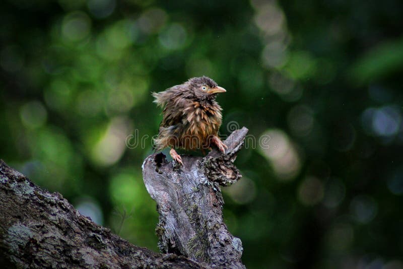 Wet bird stock image. Image of bouquets, bird, field - 61970193