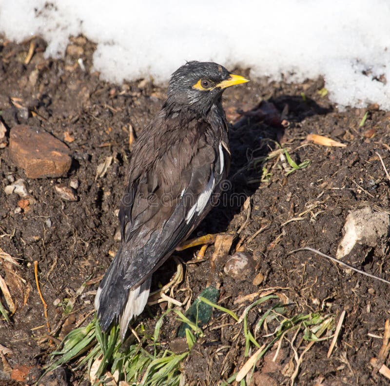 Wet bird in nature stock photo. Image of bathing, young - 106329374