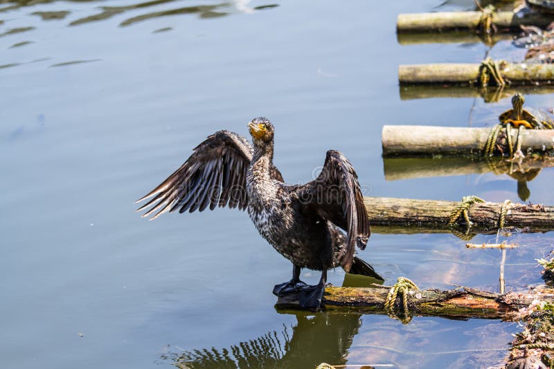Wet bird stock image. Image of outdoor, marsh, reflection - 54196599