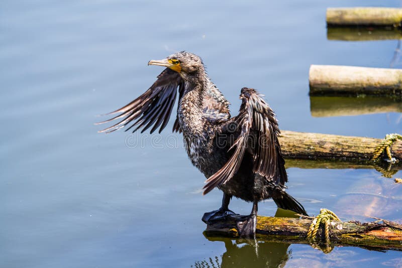 Wet bird stock photo. Image of plants, cygnus, outdoor - 57598182