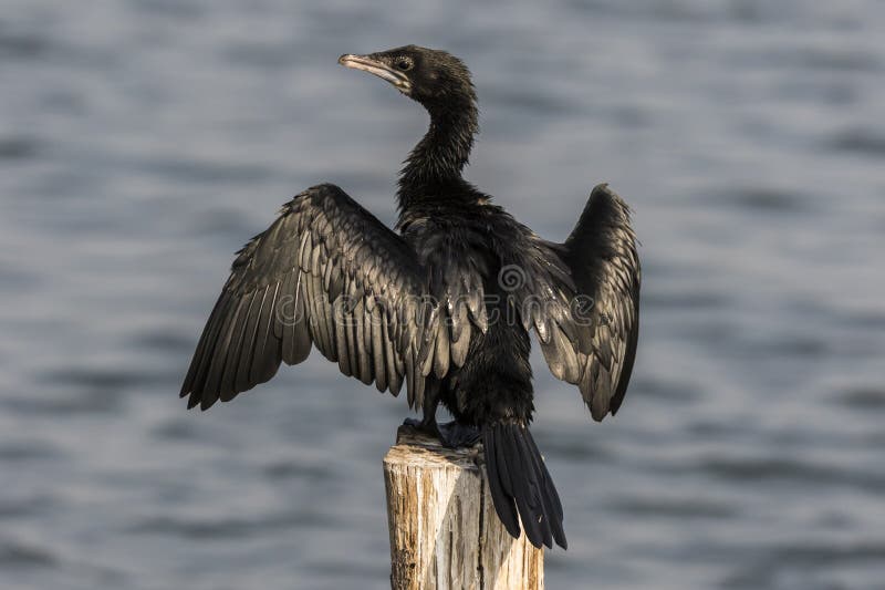 Wet bird stock photo. Image of fish, elegance, lake, neck - 50069022