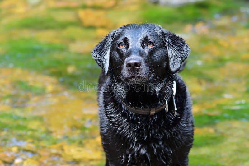 Wet black Labrador stock image. Image of mammal, animals - 136540971