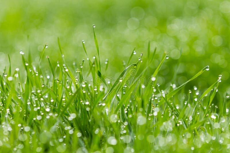 Wet blades of grass stock photo. Image of daylight, background - 90601050