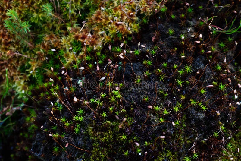Wet Blooming Moss Detail Close-up Stock Image - Image of moss ...