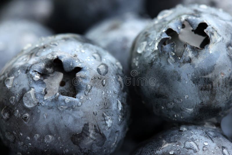 Wet blueberries stock image. Image of close, blueberries - 13210649
