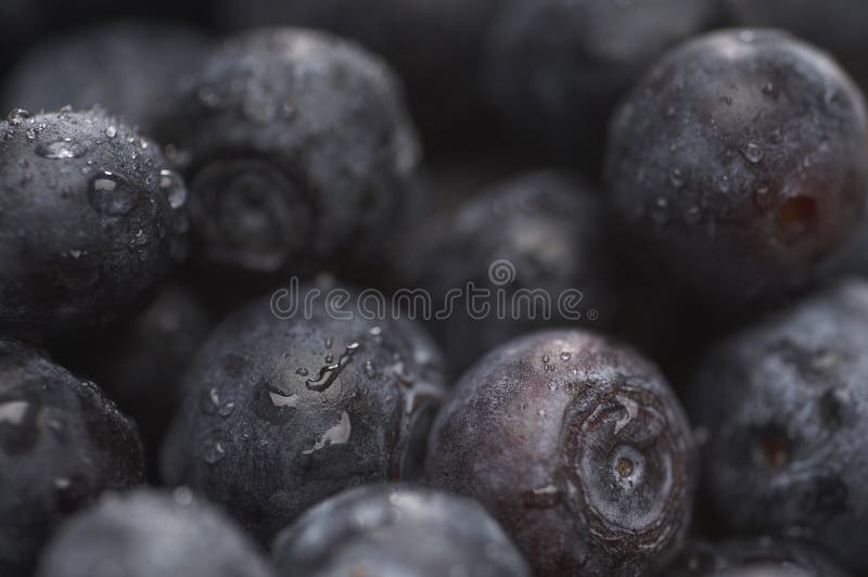 Wet Blueberries stock image. Image of sweet, fruit, natural - 29661689