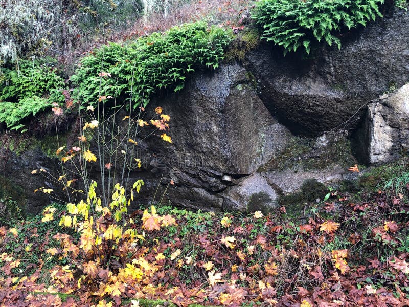 Wet Boulder and Fall Colors and Ferns Stock Image - Image of clean ...