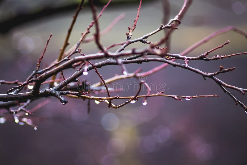 A Wet Branch of a Tree, it`s Raining, Early Springal_ Stock Image ...
