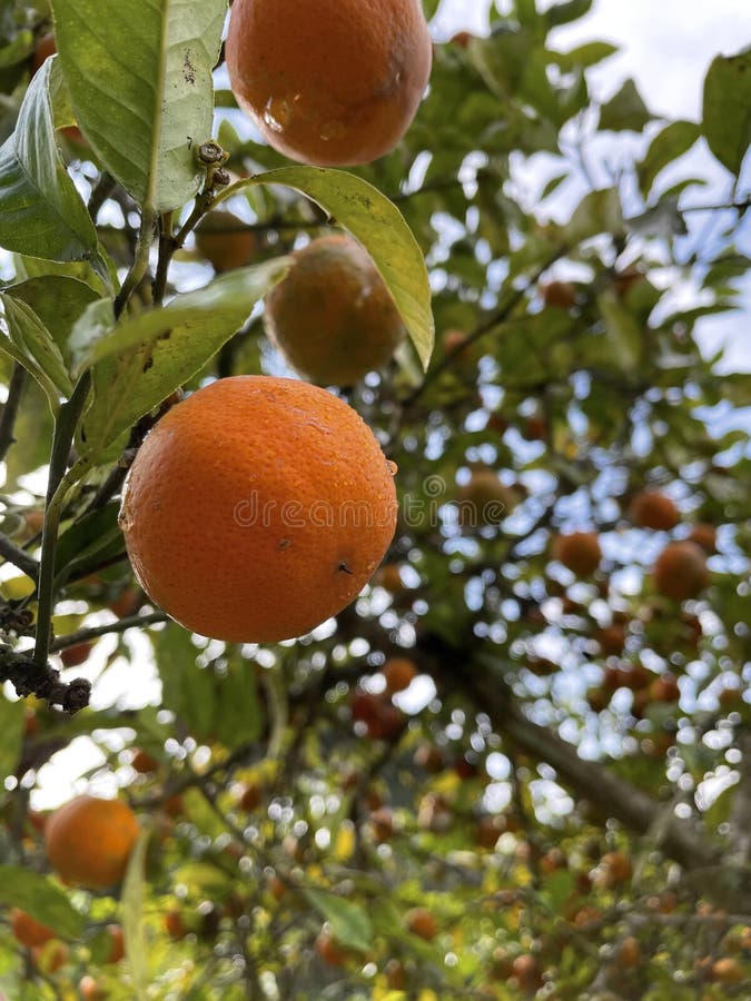 Brazilian Lemon Drink with Distilled Alcohol. Ice Cream with Drink ...