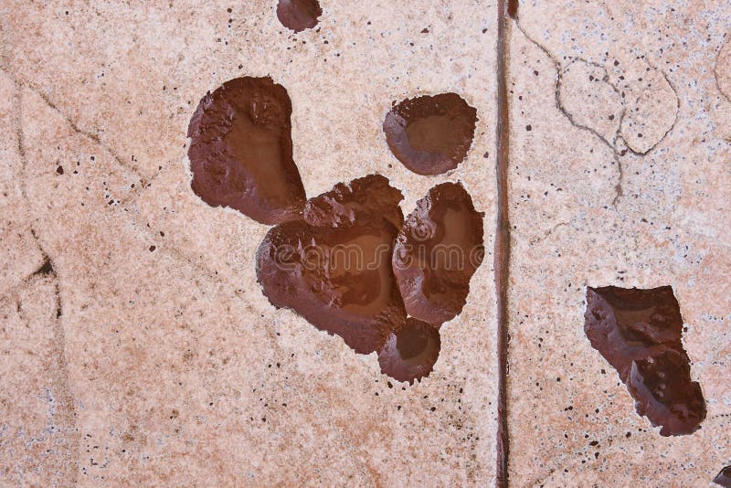 Wet Broken Floor Tile Detail. Construction Issues. Damaged Surface ...