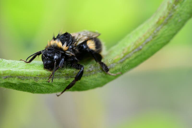 Wet bumble bee stock image. Image of garden, natural - 126314775