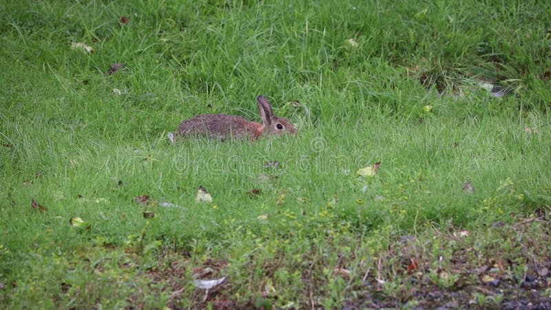Wet Bunny Rabbit Eating Grass in the Rain on the Lawn, County Wicklow ...