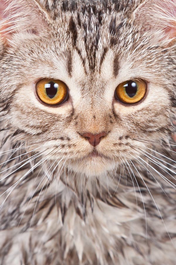 Wet cat stock photo. Image of nose, mammal, feline, water - 22728090