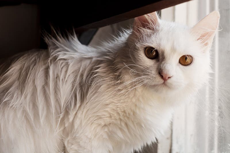 Wet cat stock photo. Image of people, species, themes - 32182832