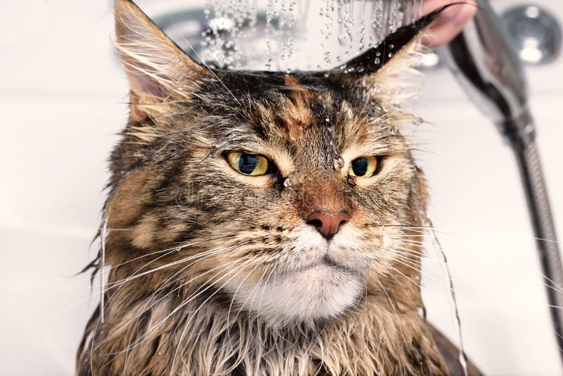 Wet cat in bath stock image. Image of shower, funny - 114444085