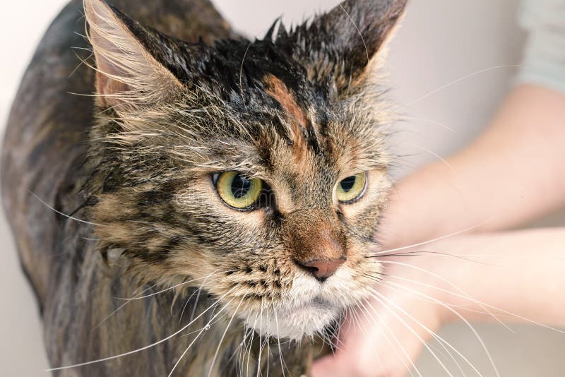 Wet cat in the bath stock image. Image of hair, catlike - 84721557