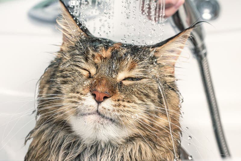 Wet cat in the bath stock photo. Image of domestic, animal - 89446460