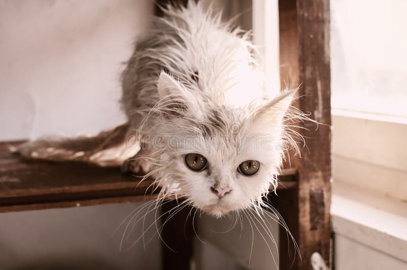 Wet cat stock photo. Image of unhappy, bath, hilarious - 33940576