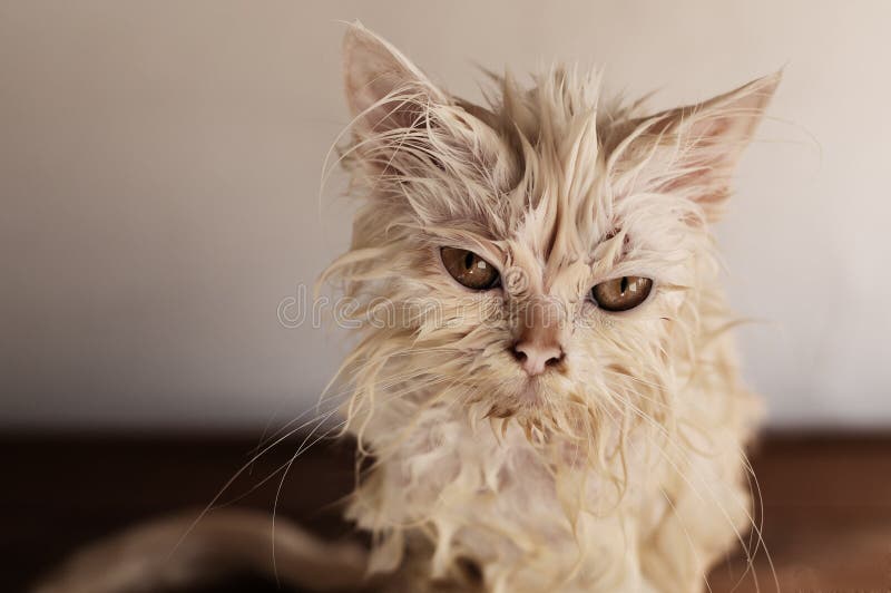 Wet cat stock photo. Image of white, bath, miserable - 34549346
