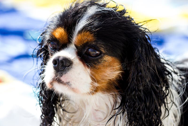 Wet Cavalier King Purebreed Stock Photo - Image of spaniel, adult: 35140888