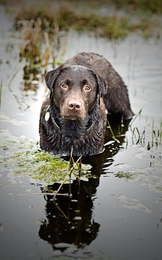 Wet Chocolate Labrador Standing in Stream Stock Photo - Image of ...
