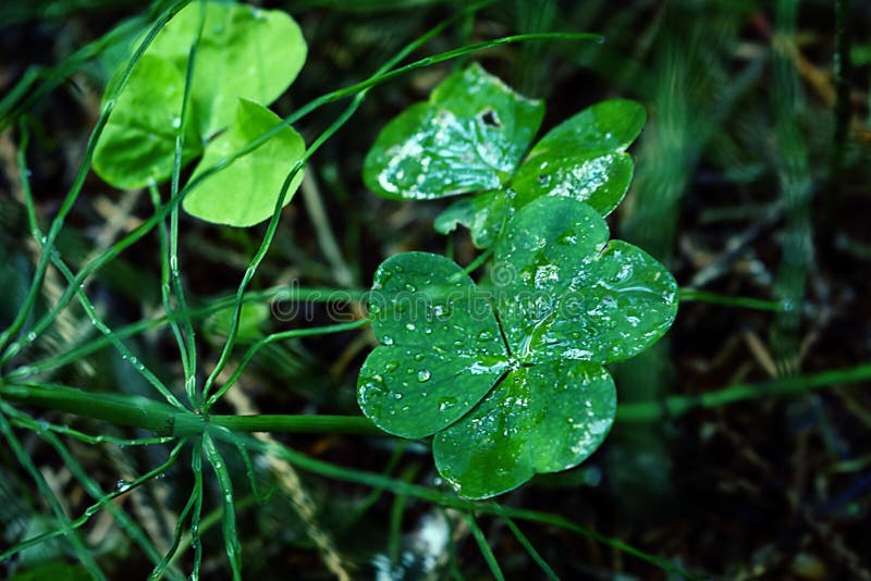 Shamrock, green grass stock image. Image of clover, plantain - 27488729