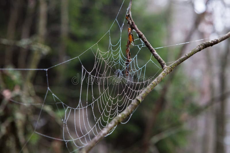 Cobweb on tree stock photo. Image of tree, morning, nature - 144759472