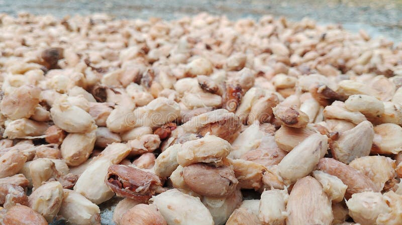 Wet Cocoa Beans stock image. Image of sticky, beans - 352407551
