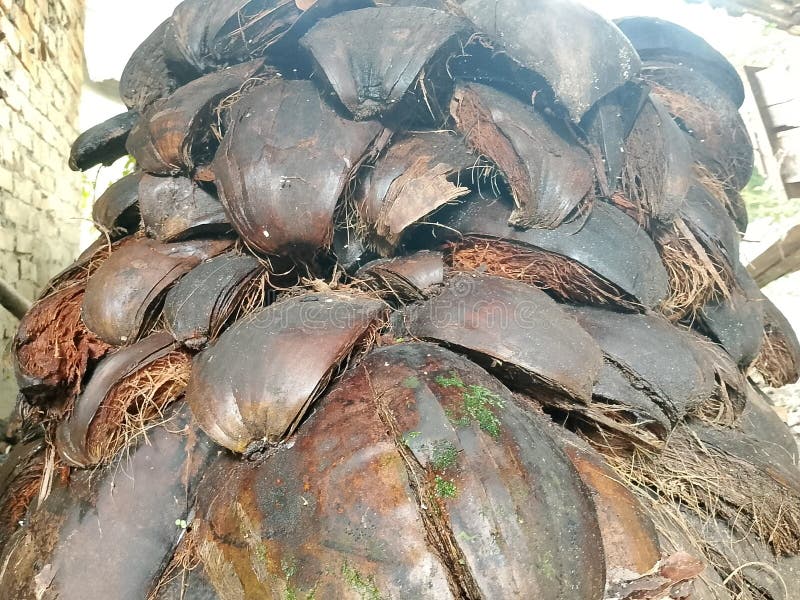 Wet Coconut Husks Arranged Neatly on the Tree Trunk Stock Photo - Image ...