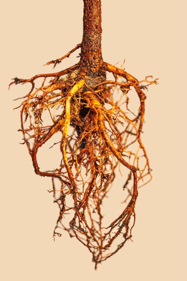 Root Soil Stock Photos - Download 26,764 Royalty Free Photos