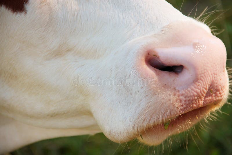 Wet Cow Nose Close Up Stock Photos - Free & Royalty-Free Stock Photos ...