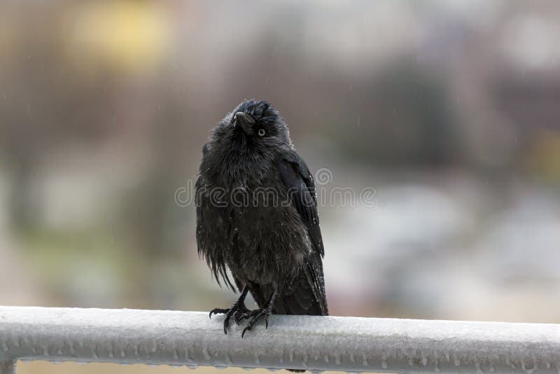 Wet Crow in the Rail Sitting on Balcony Rai Stock Photo - Image of ...