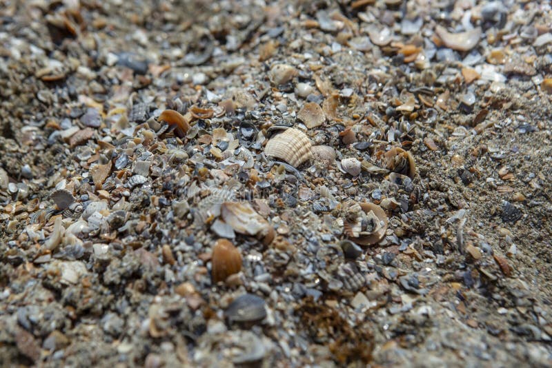 Wet Crushed Sea Shells Texture on a Beach, Abstract Texture Stock Photo ...