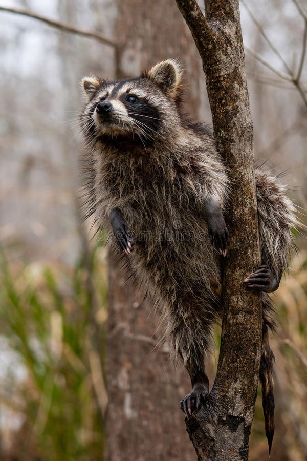A wet raccoon in a tree stock photo. Image of swamp - 334379806