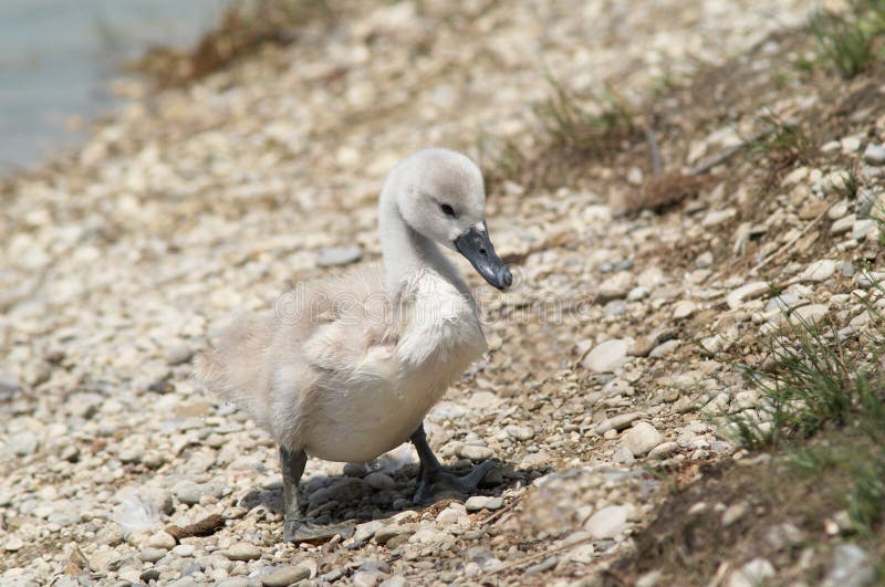 Cygnet stock photo. Image of brood, nest, beach, flying - 12894