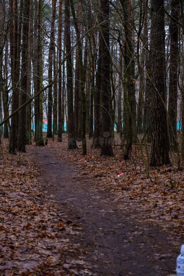 Wet Damp Forest In Autumn Stock Image Image Of Fair 136103973