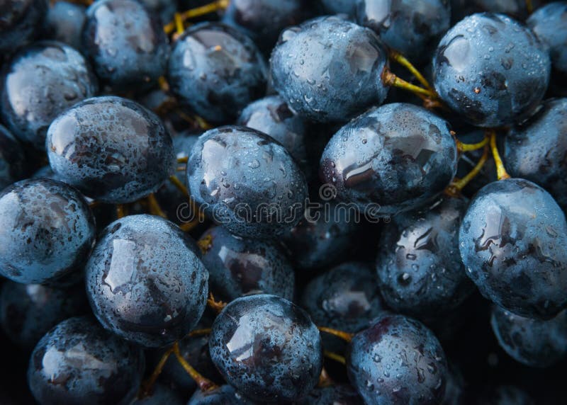 Fall Grape Vines Red Barn stock photo. Image of barn, farm - 4243524