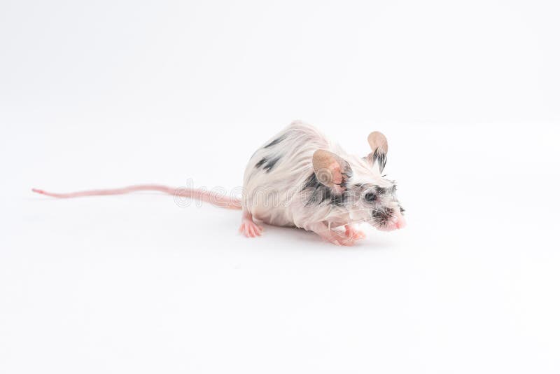 Wet Decorative Mouse, on a Light Background Stock Image - Image of ...