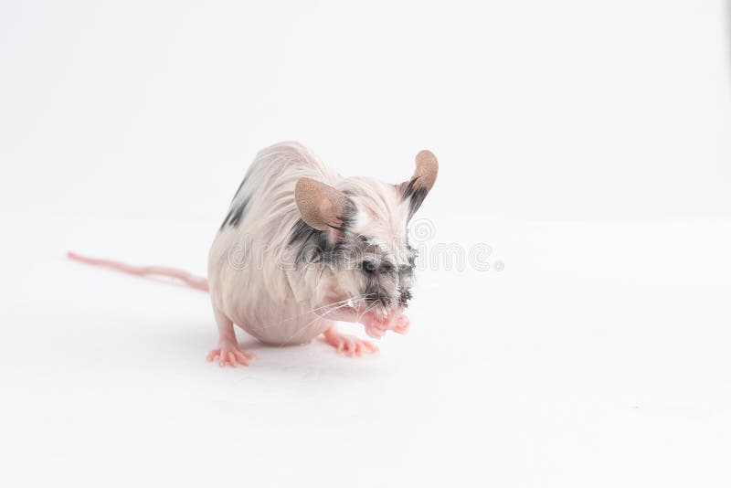 Wet Decorative Mouse Washed, on a Light Background Stock Image - Image ...