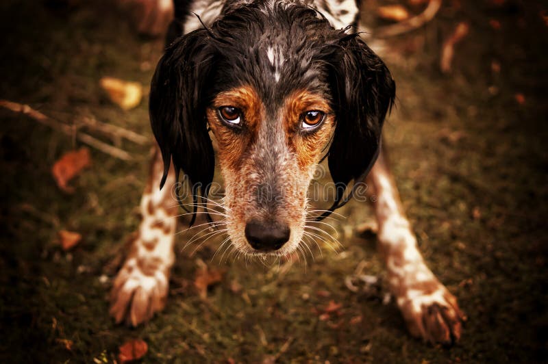 Wet dog stock photo. Image of hostile, devoted, intensive - 16749128