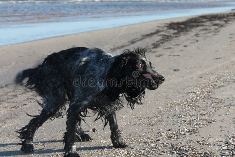 Wet dog stock photo. Image of beach, water, spaniel - 170101460