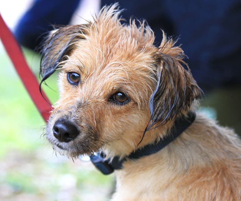 Wet Dog stock image. Image of eyes, animal, trust, mixed - 26392067