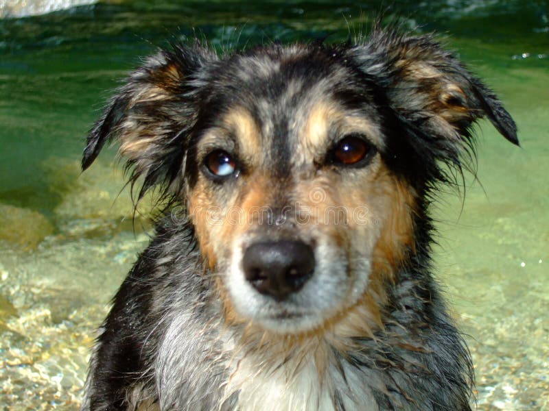 Wet dog stock image. Image of beach, action, female, play - 5426579