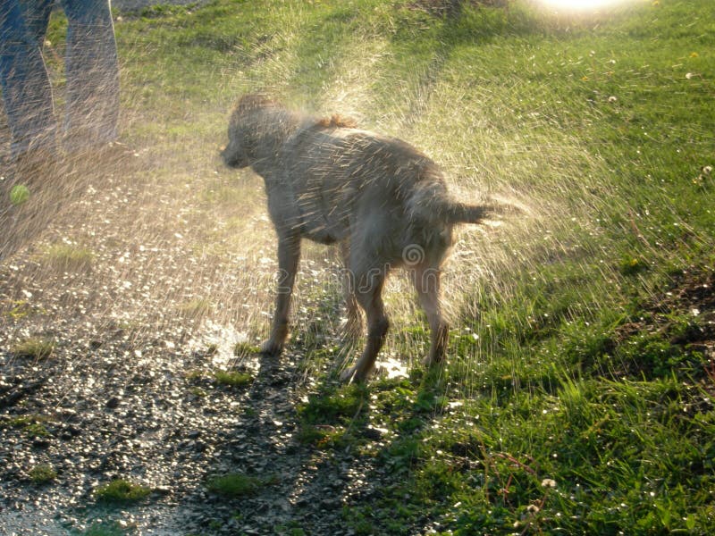 Wet Dog stock photo. Image of sprinkle, swim, water, swimming - 881312