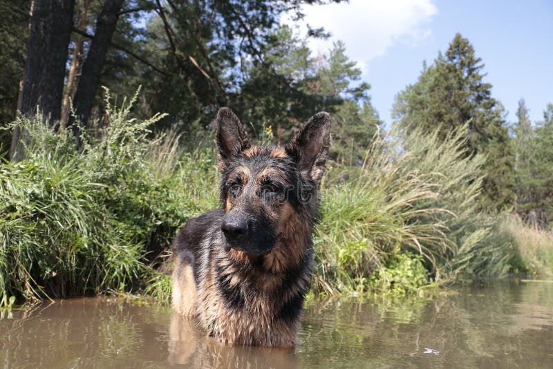 Wet Dog German Shepherd in a Water Stock Image - Image of military ...